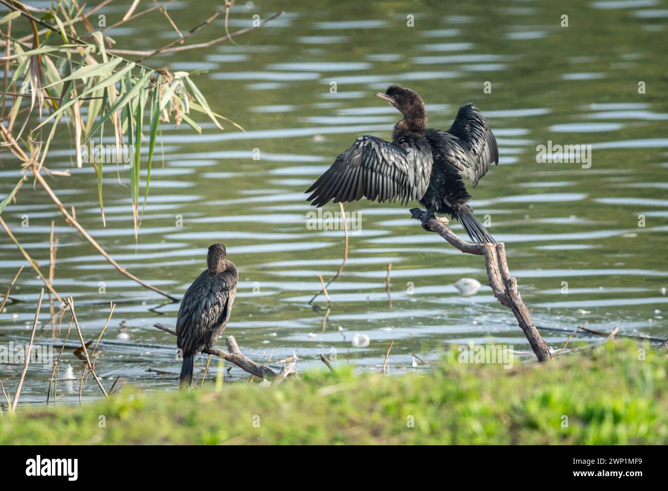 A Pygmy cormorant Microcarbo pygmaeus resting on a small branch near ...
