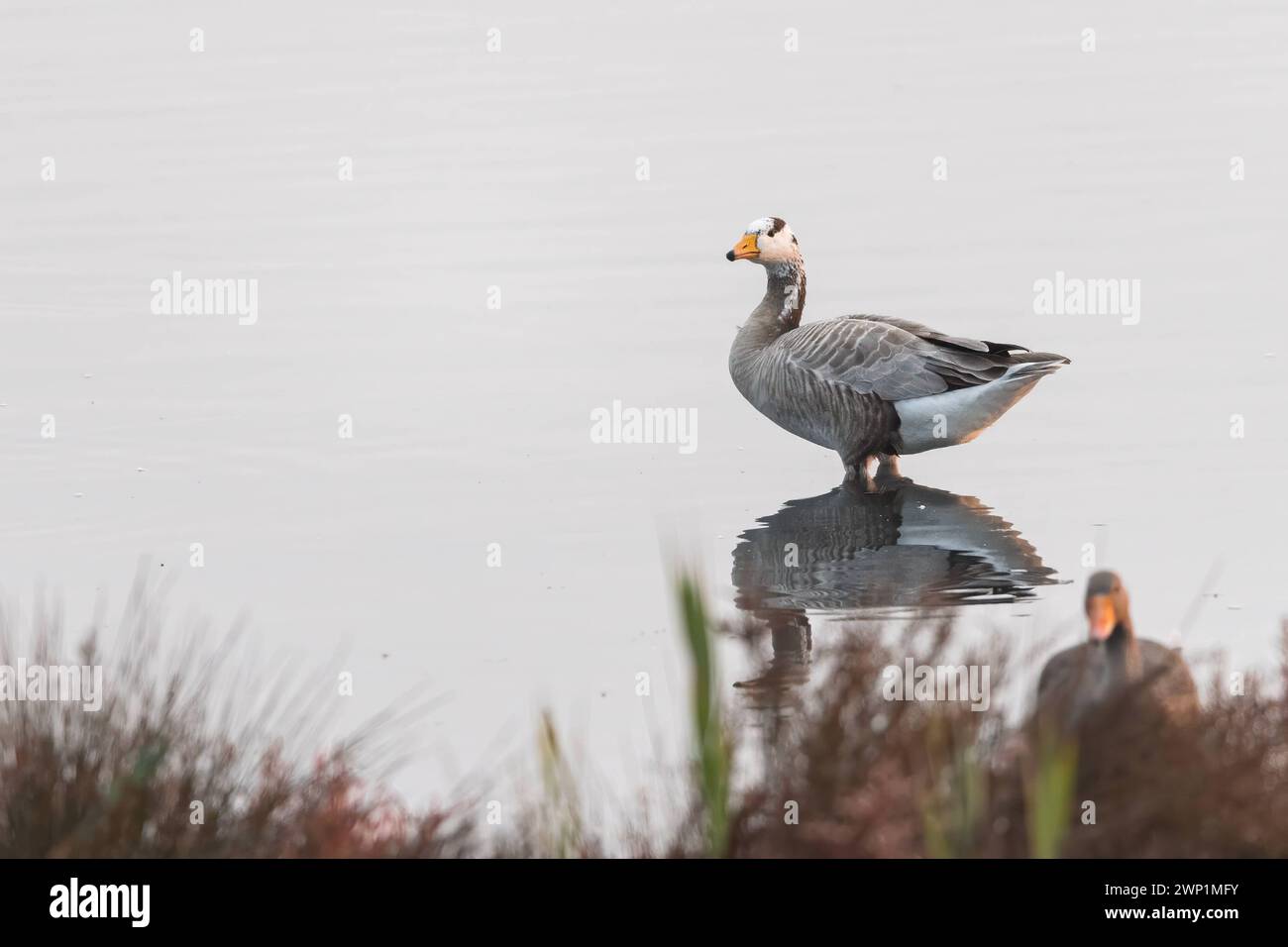A bar headed goose Anser indicus standing in a pond, sunny morning ...