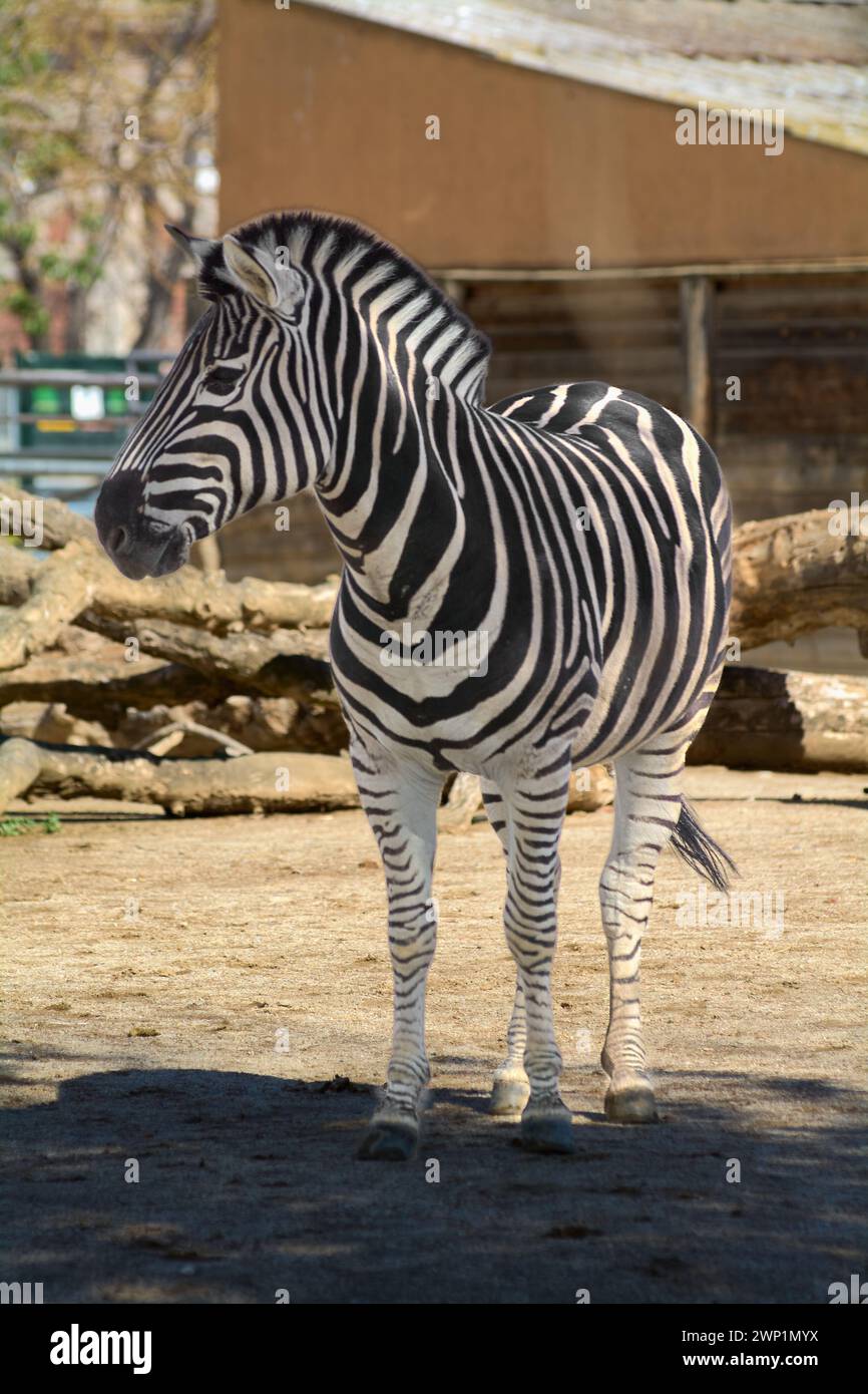 A majestic zebra poses elegantly, displaying her iconic black and white ...
