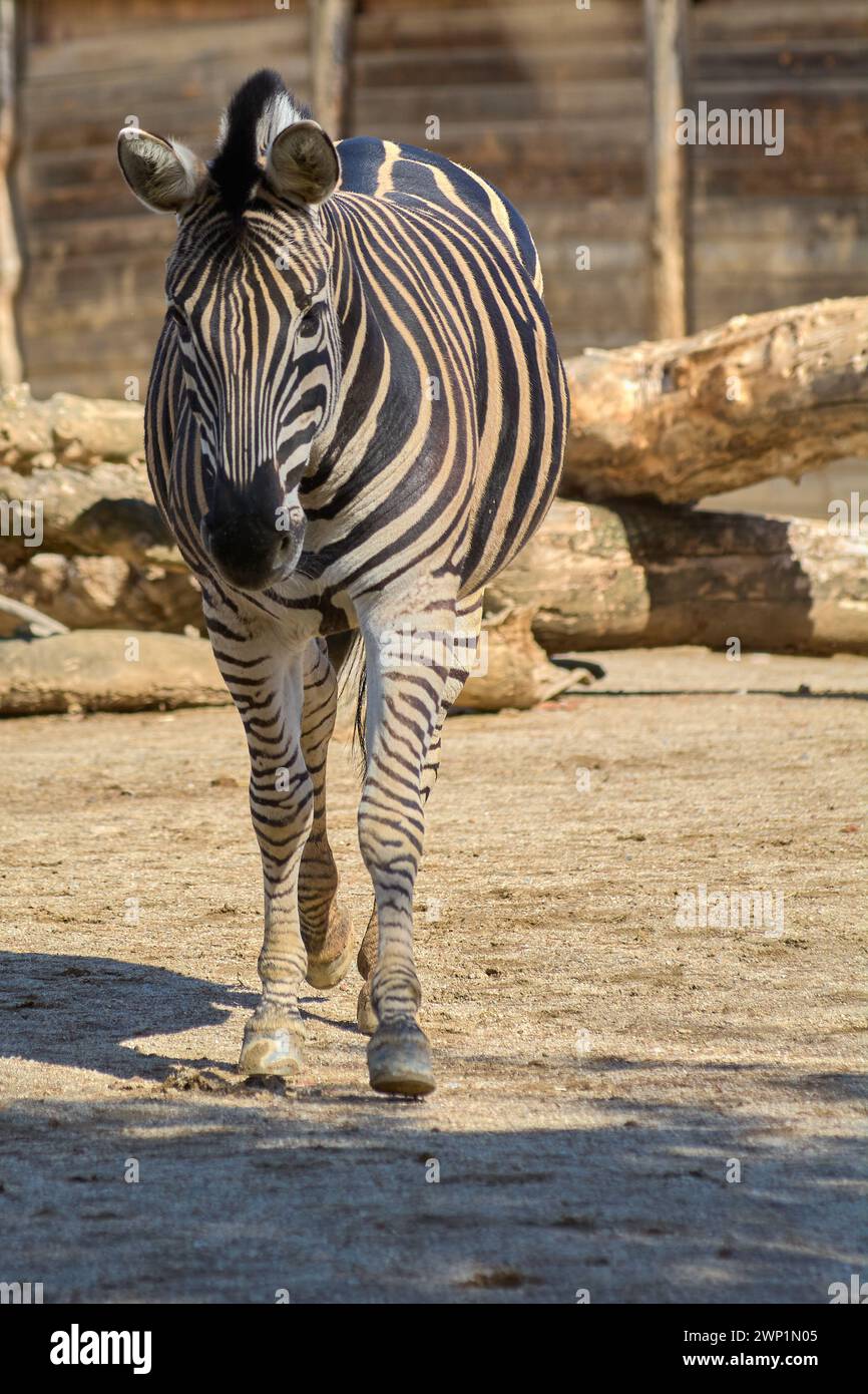 Zebra in motion, showing its unique and beautiful stripe patterns in a ...