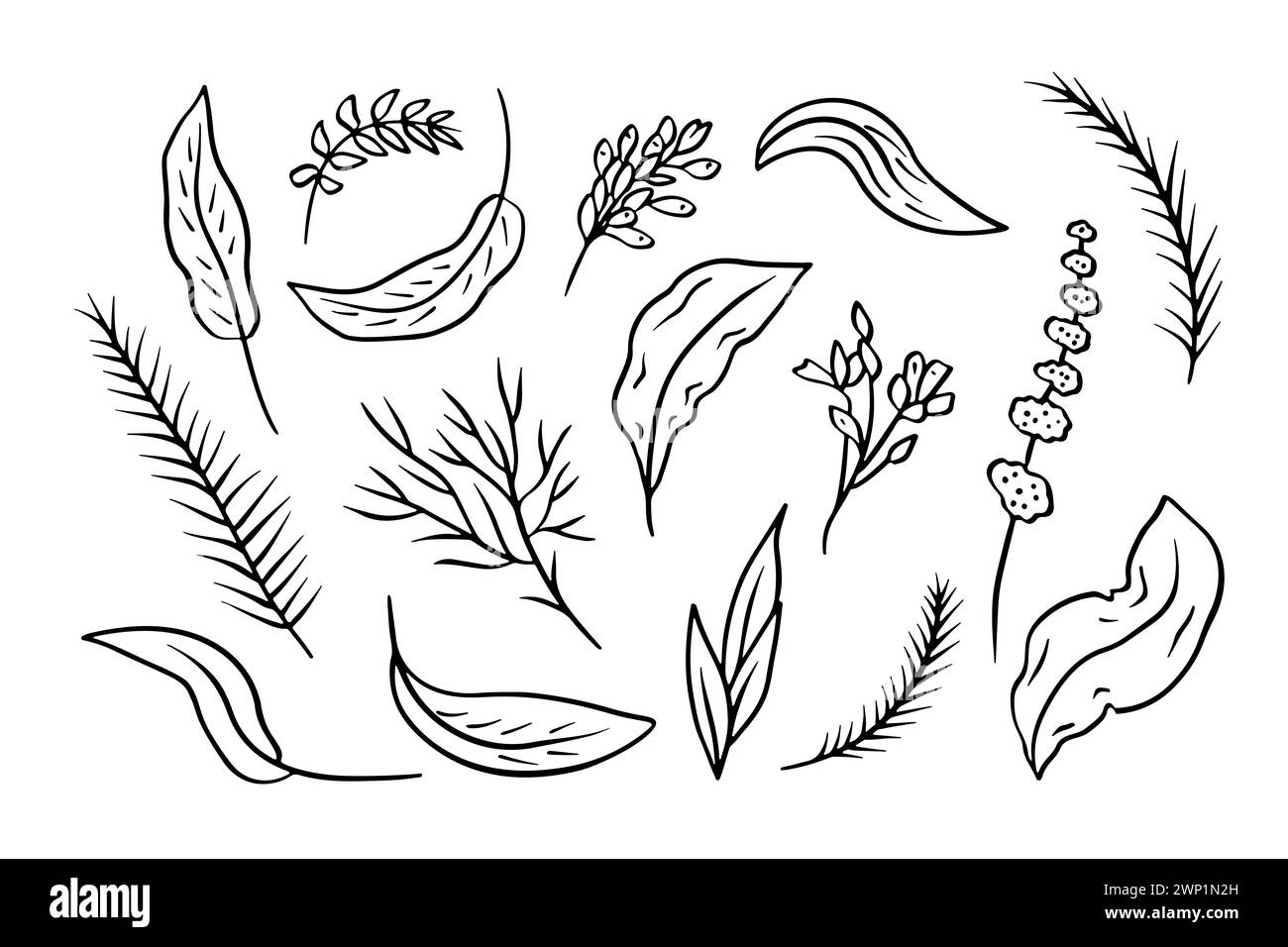 Set line art leaves Black and White Stock Photos & Images - Alamy