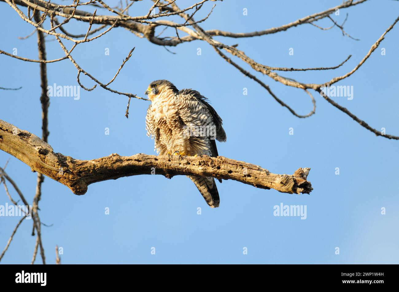 Ruffled head hi-res stock photography and images - Alamy