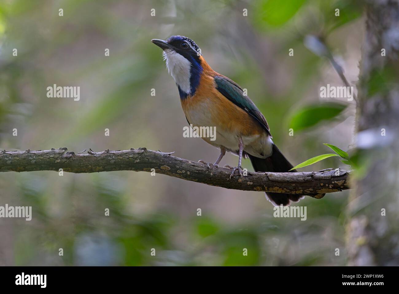 Pitta-like Ground-Roller, Ranomafanana National Park, Madagascar ...