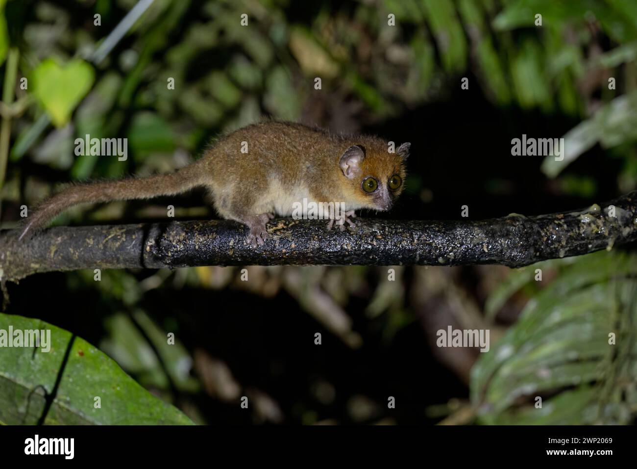 Brown Mouse Lemur, Ranomafana, Madagascar, November 2023 Stock Photo ...