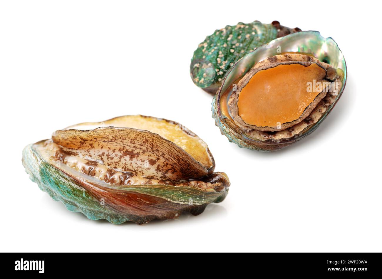 Raw abalones on the white background Stock Photo - Alamy