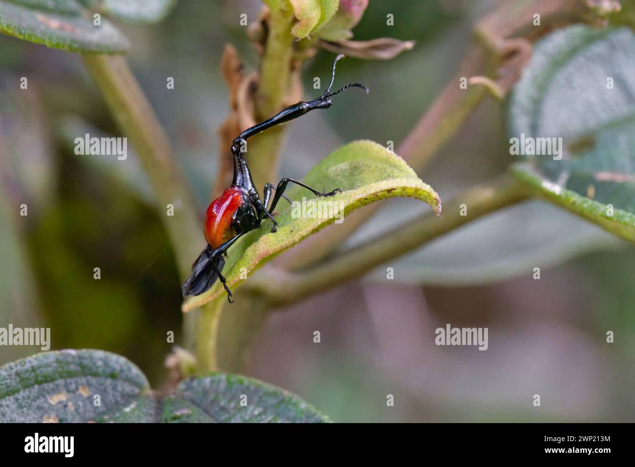 Madagascar 2023 hi-res stock photography and images - Alamy