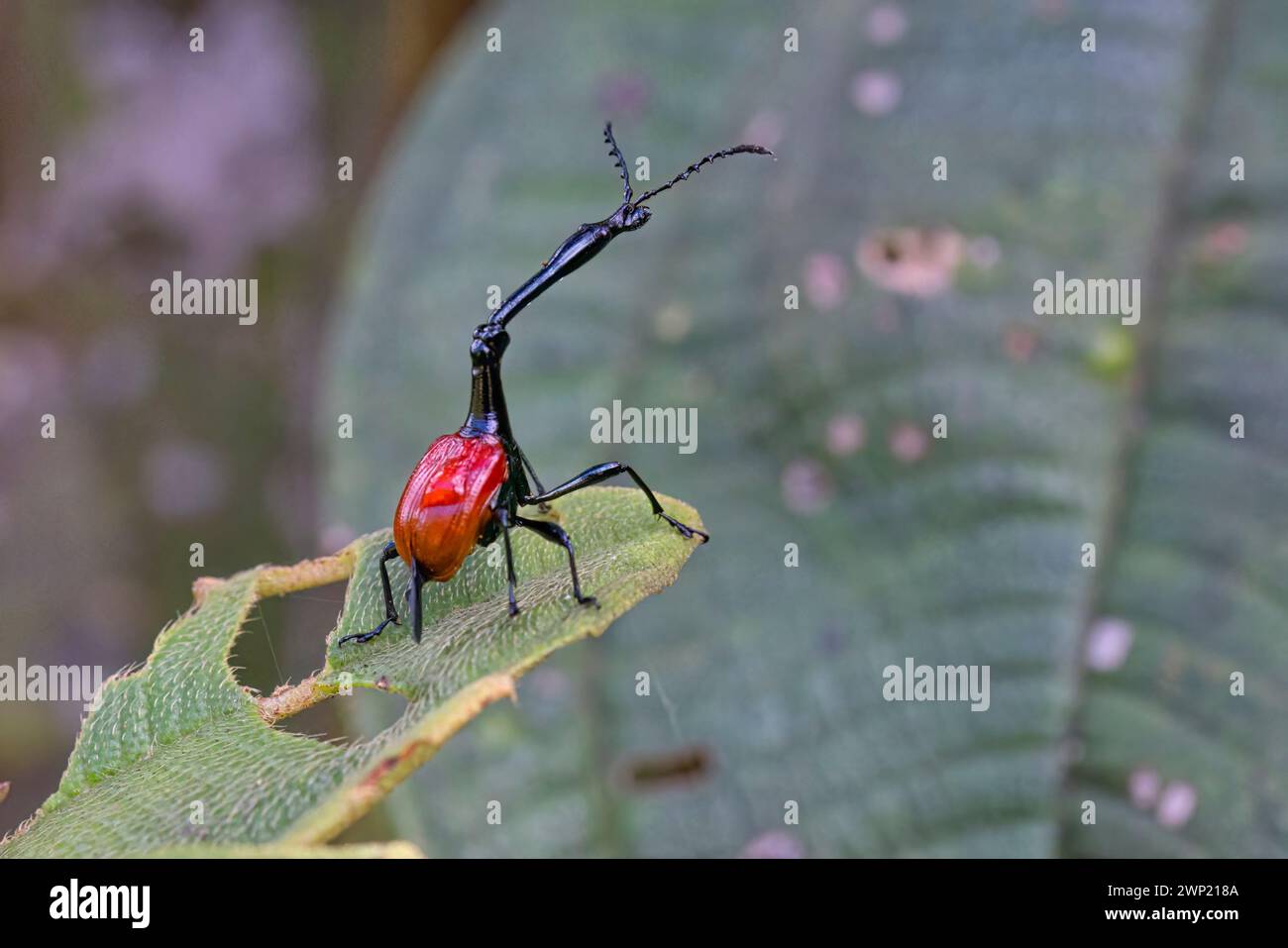 Madagascar 2023 hi-res stock photography and images - Alamy