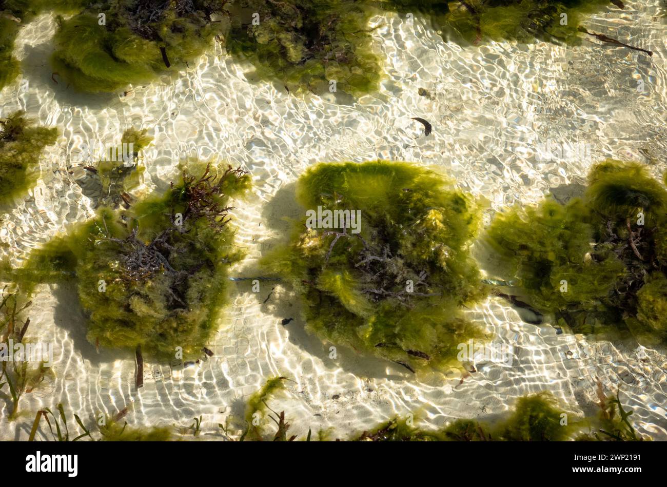 Seaweed (Eucheuma denticulatum) covered in green algae growing in ...