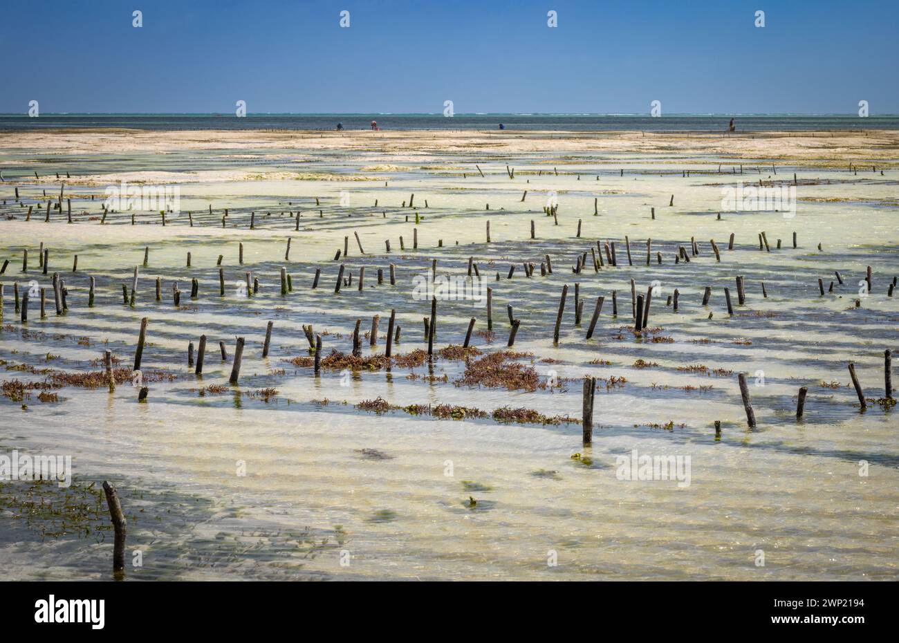 Algae beds hi-res stock photography and images - Alamy