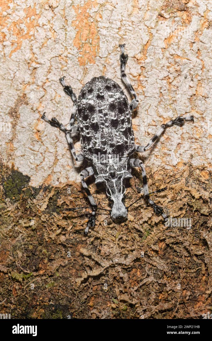 Fungus Weevil, Ranomafana national park, Madagascar, November 2023 ...