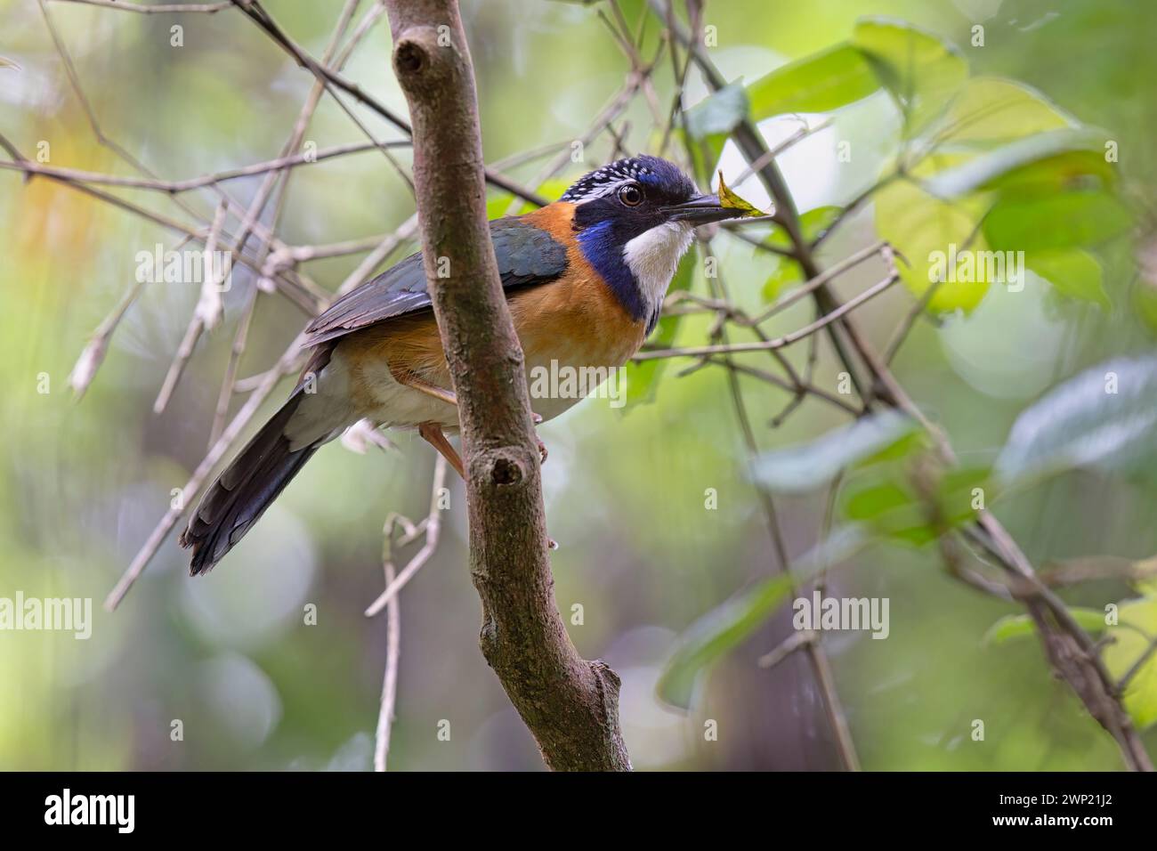 Pitta-like Ground-Roller, Ranomafanana National Park, Madagascar ...