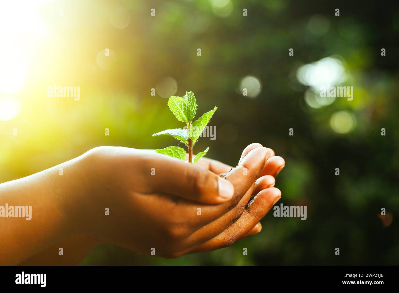 child Hand holding a young tree sapling,caring for plant Stock Photo ...