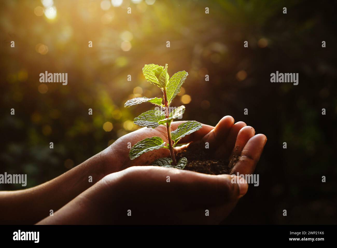 child Hand holding a young tree sapling,caring for plant Stock Photo ...