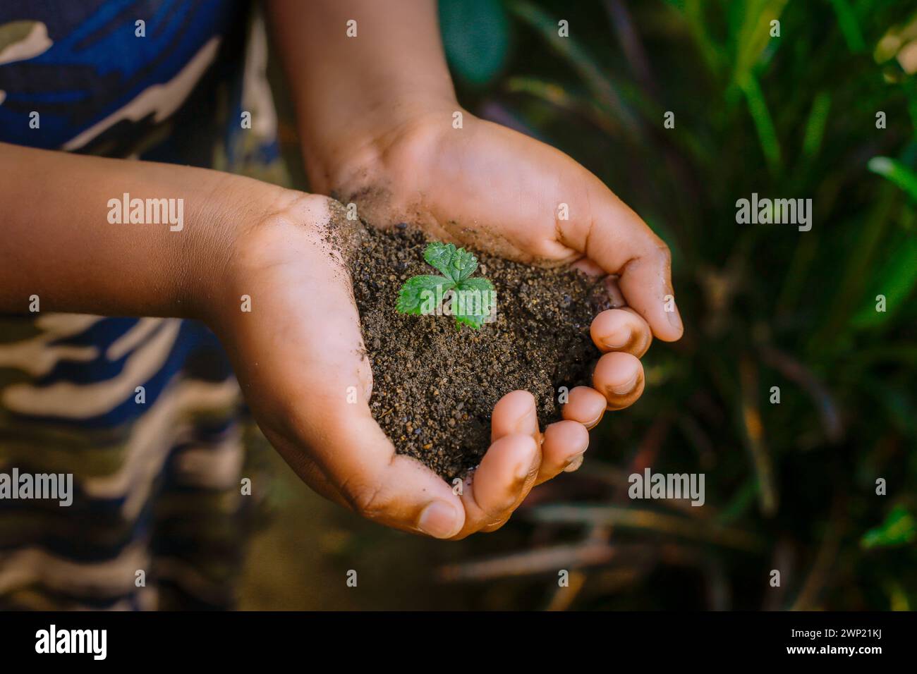 Hands holding sapling in soil. top view of Hand holding small tree for planting. plant growing ...