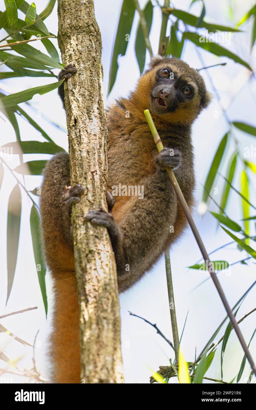 Golden bamboo lemur hi-res stock photography and images - Alamy