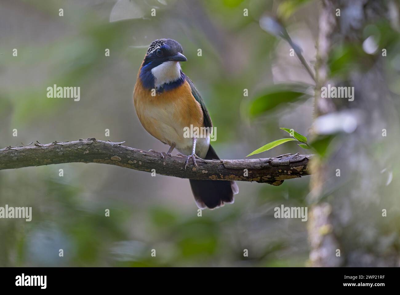 Pitta-like Ground-Roller, Ranomafanana National Park, Madagascar ...