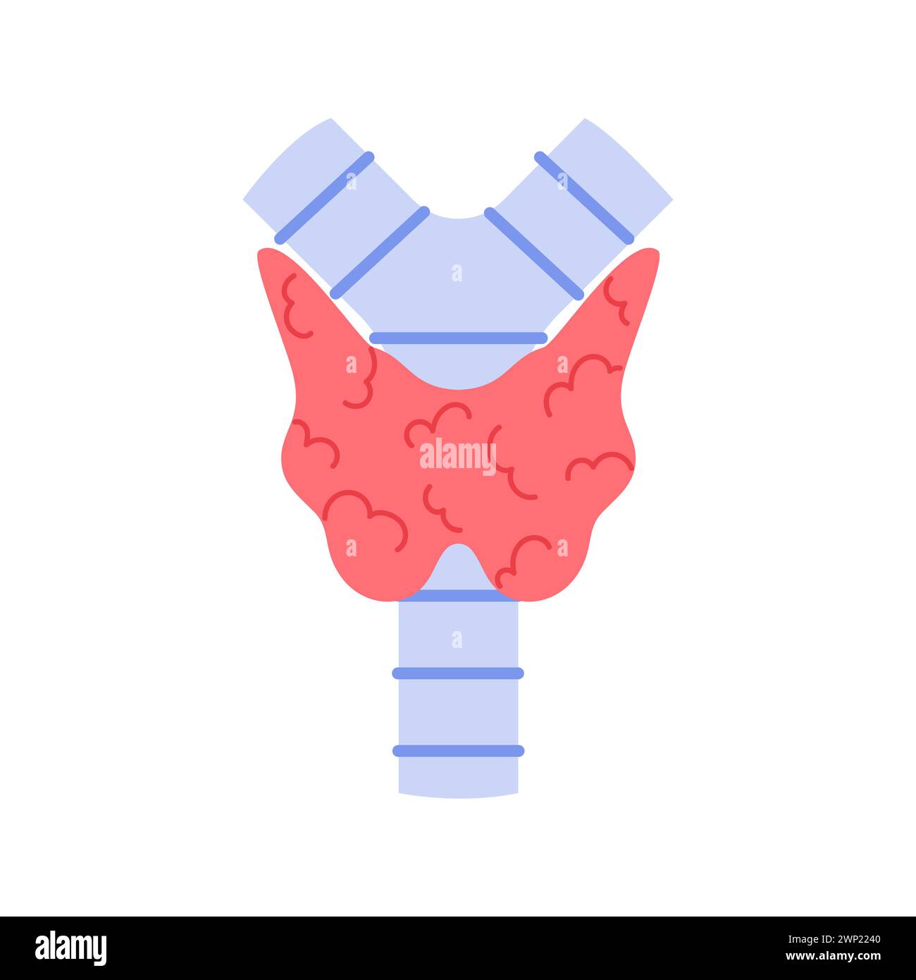 Human thyroid gland, medical chart to study endocrinology, anatomy ... Human thyroid gland, medical chart to study endocrinology, anatomy ...