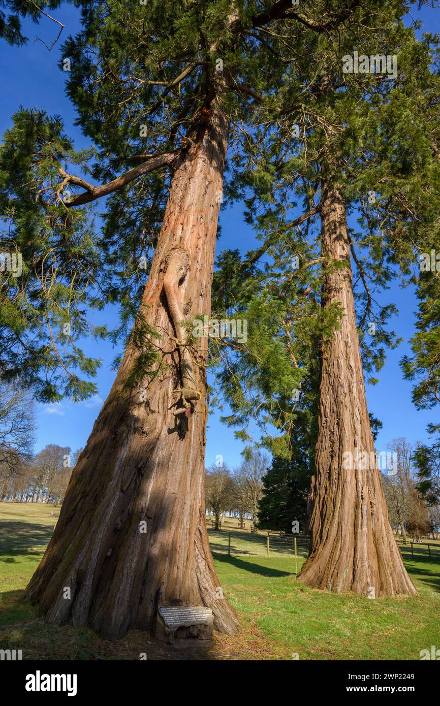 Giant Redwoods growing at the House of Dun near Montrose, Angus ...