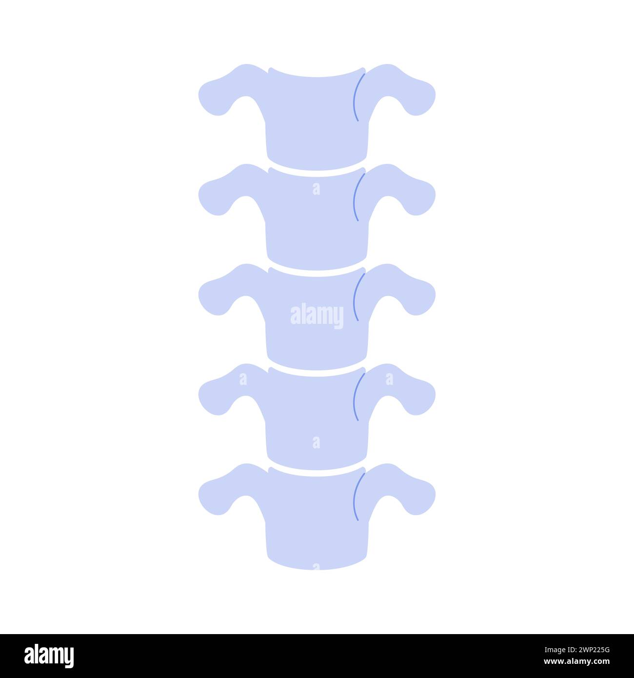 Human spine, simple anatomical vertebral model and medical chart vector illustration Stock ...