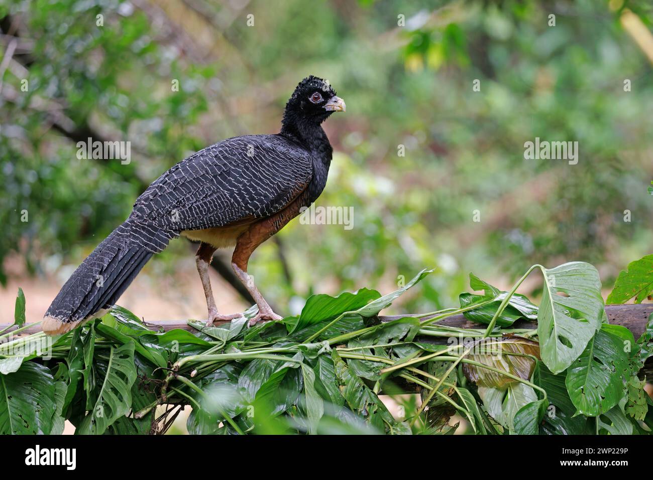 Blue-billed Curassow, RN El Paujil, Colombia, November 2022 Stock Photo ...
