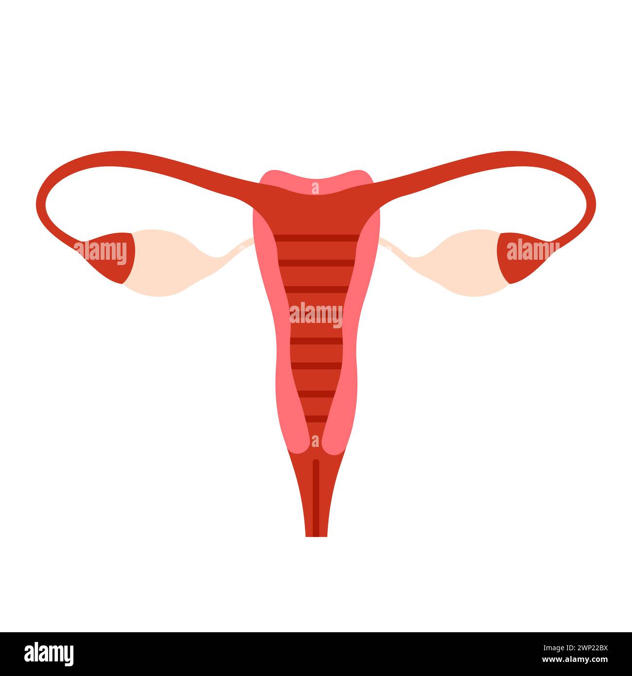 Male female reproductive organs hi-res stock photography and images - Alamy