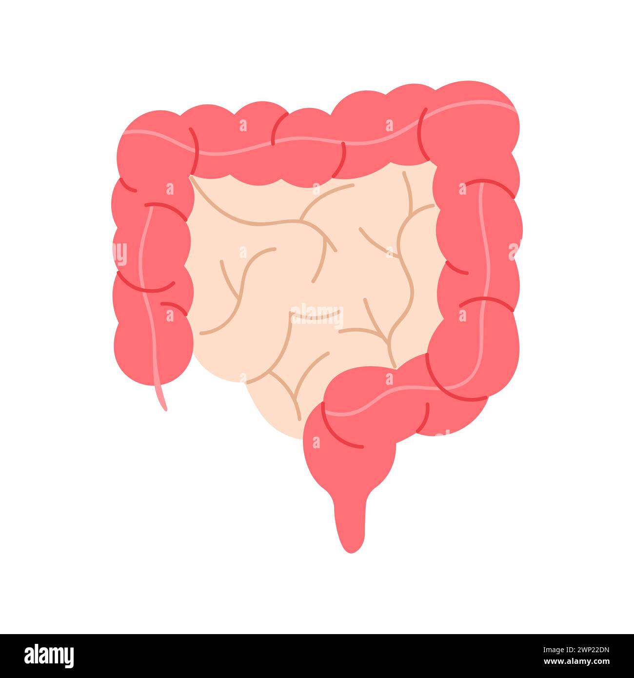 Human organs infographic hi-res stock photography and images - Alamy