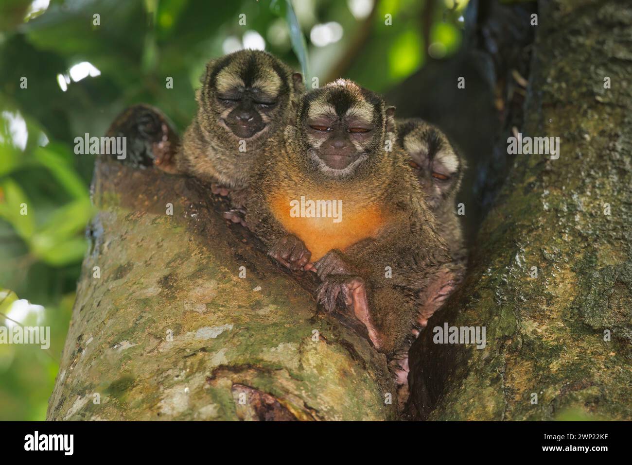 Aotus brumbacki hi-res stock photography and images - Alamy