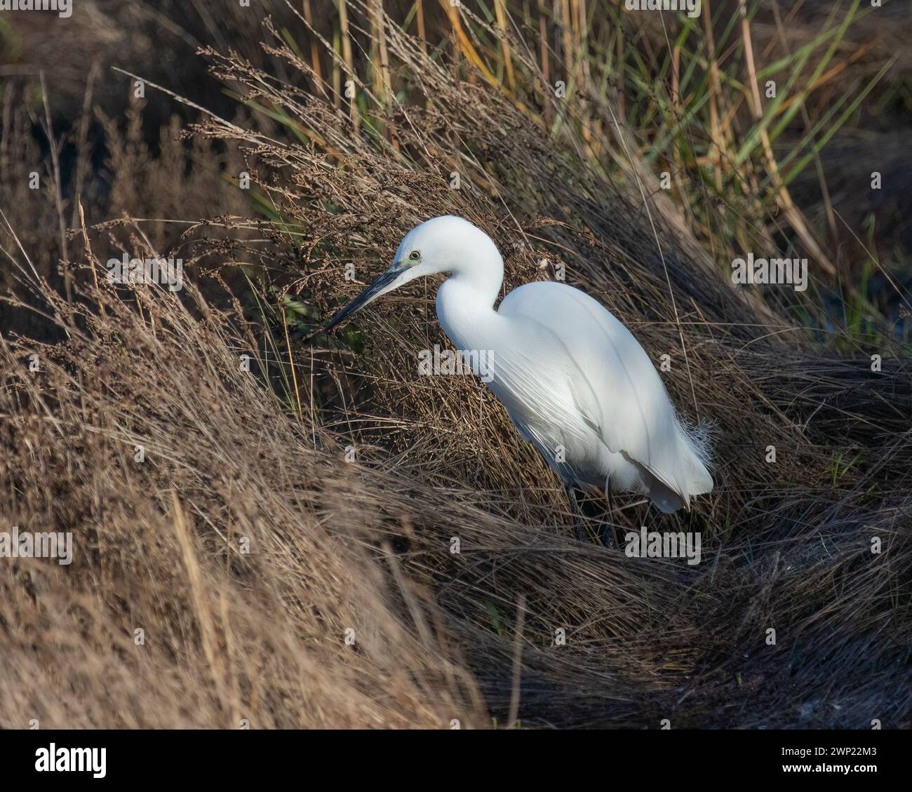 All white Little Egret a white heron wading through wetlands and long ...