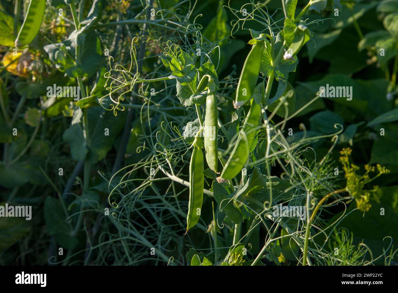 Bright green peas pods on a pea plant grow in the garden. Growing peas ...