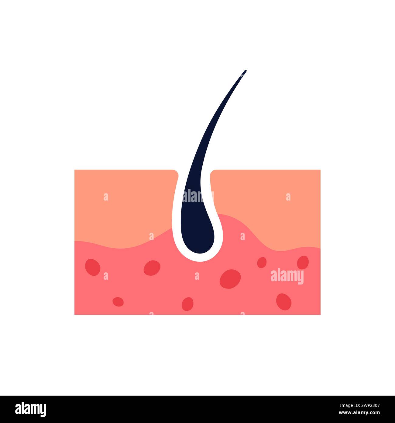 Human hair, simple skin structure diagram with healthy follicle vector ...