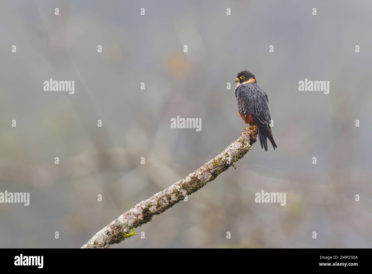 Bat Falcon, Reserva natural Bellavista, Caldas, Colombia, November 2022 ...
