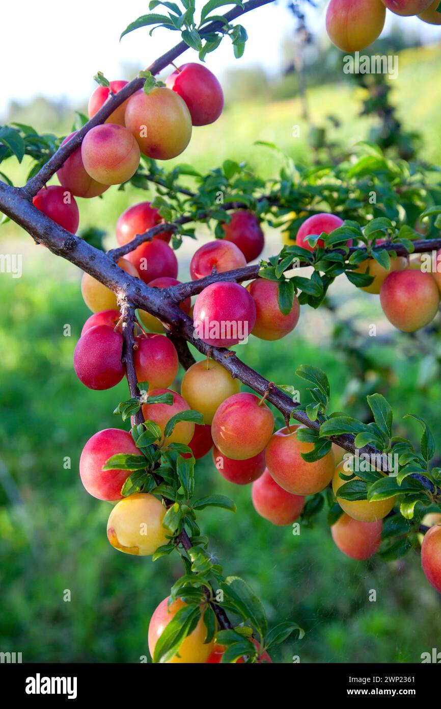 Mirabelle plum, also known as mirabelle prune or cherry plum, is a ...