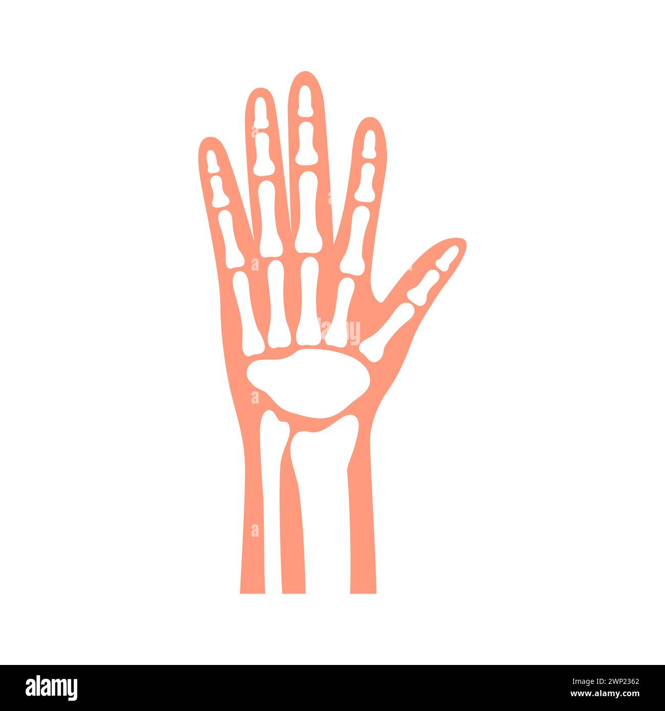 Human wrist and palm of hand with bones and joints as in xray, medical ...