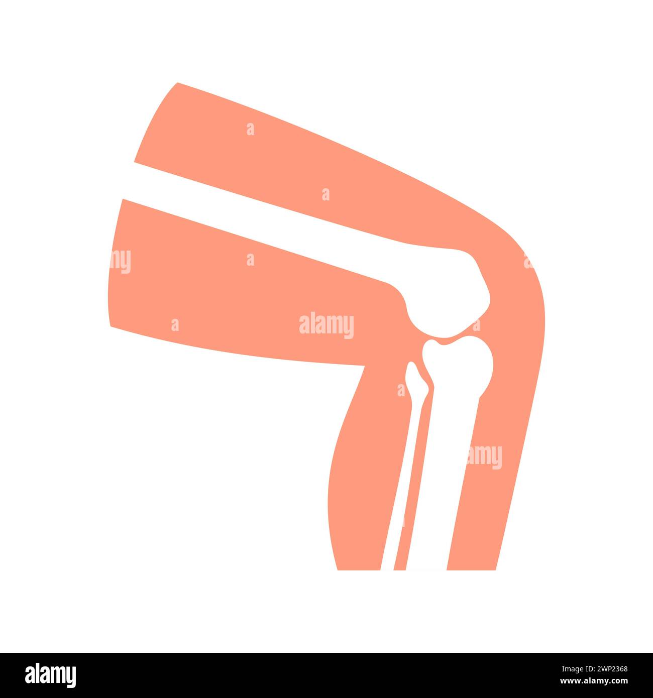 Human knee with bones and joints as in xray, medical chart vector ...
