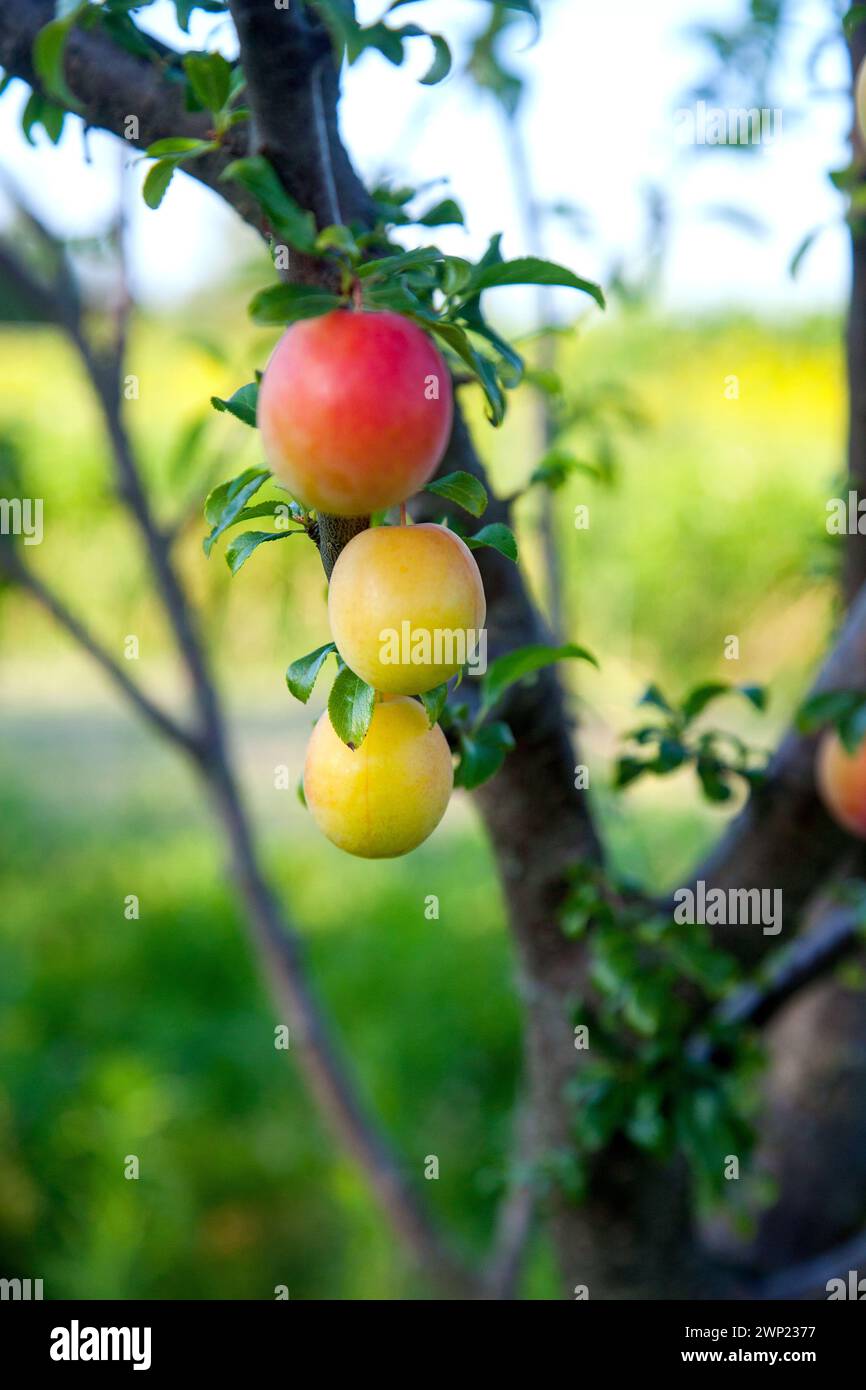 Mirabelle plum, also known as mirabelle prune or cherry plum, is a ...