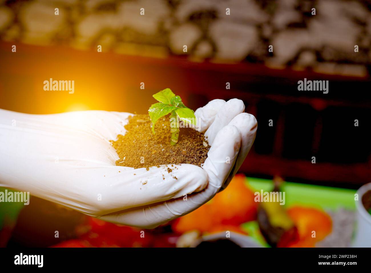 a women handling composting small plant with compost waste in ...