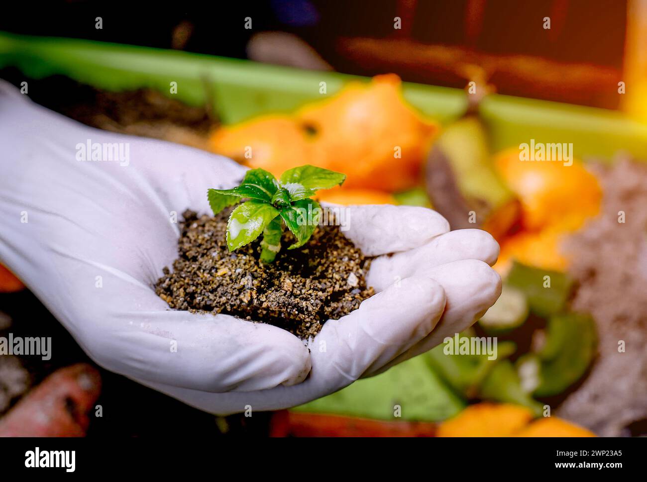 a women handling composting small plant with compost waste in ...