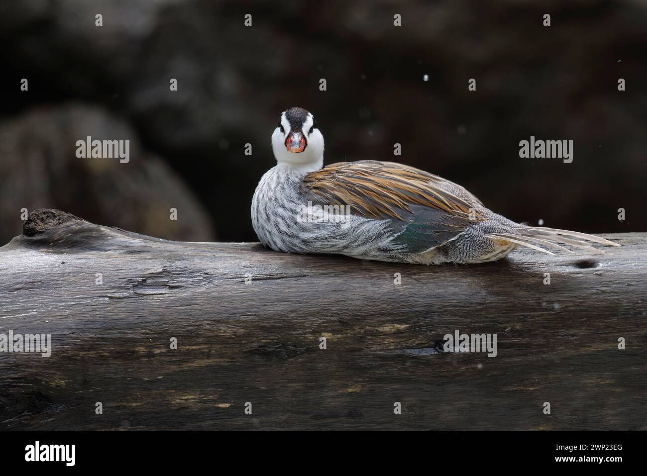 Torrent duck, Combeima river near Ukuku rural lodge, Colombia, November ...
