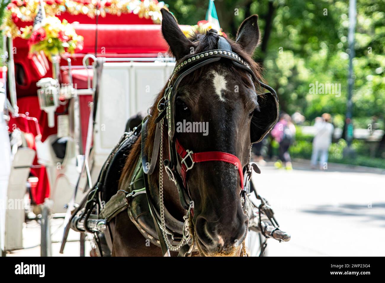 Rickshaw or horse-drawn carriage ride in Central Park, which is a ...