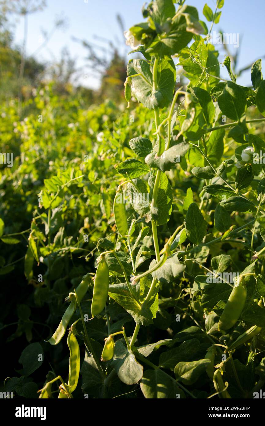 Bright green peas pods on a pea plant grow in the garden. Growing peas ...