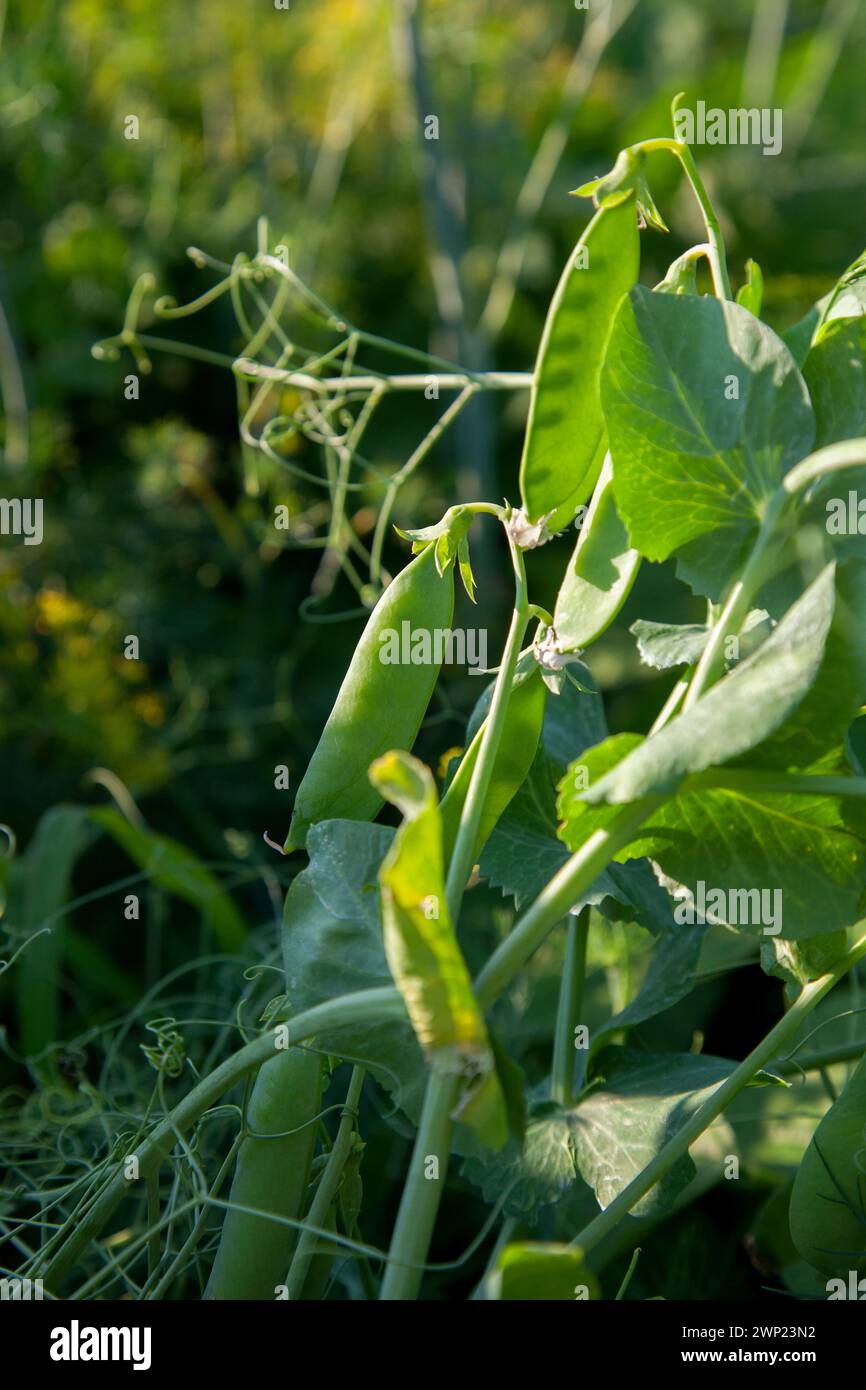 Bright green peas pods on a pea plant grow in the garden. Growing peas ...