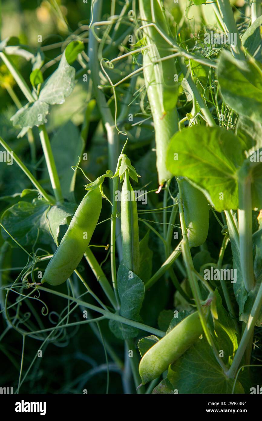 Bright green peas pods on a pea plant grow in the garden. Growing peas ...