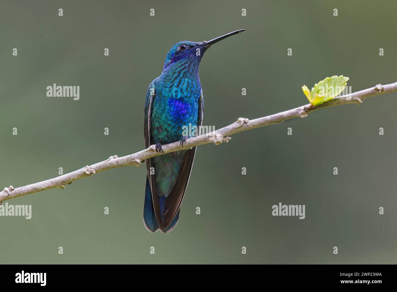 Ukuku lodge hi-res stock photography and images - Alamy