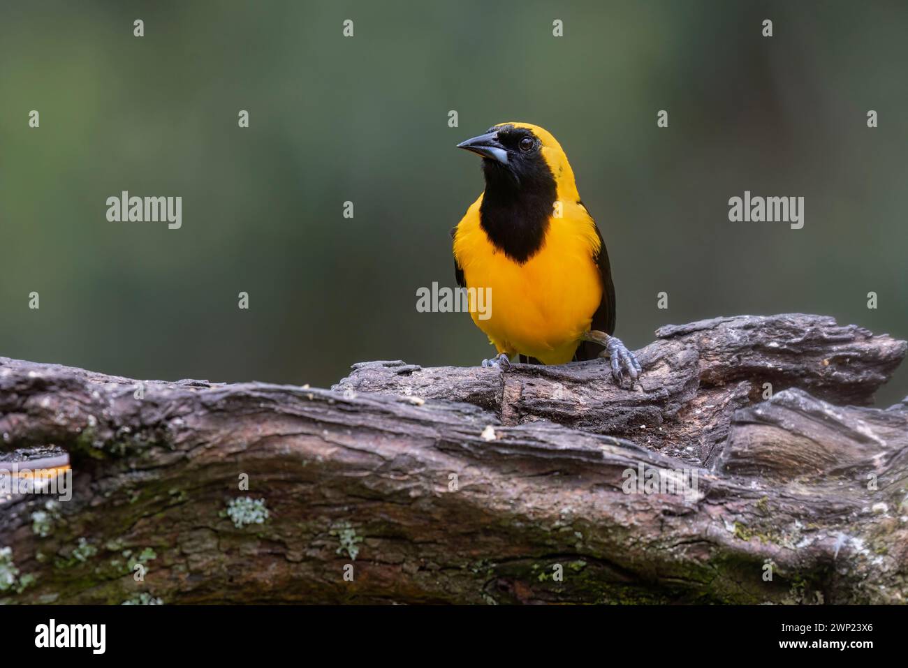 Yellow-backed Oriole, Ukuku rural lodge, Colombia, November 2022 Stock ...