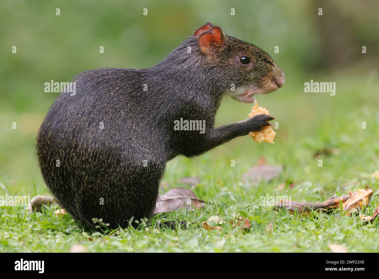 Ukuku lodge hi-res stock photography and images - Alamy