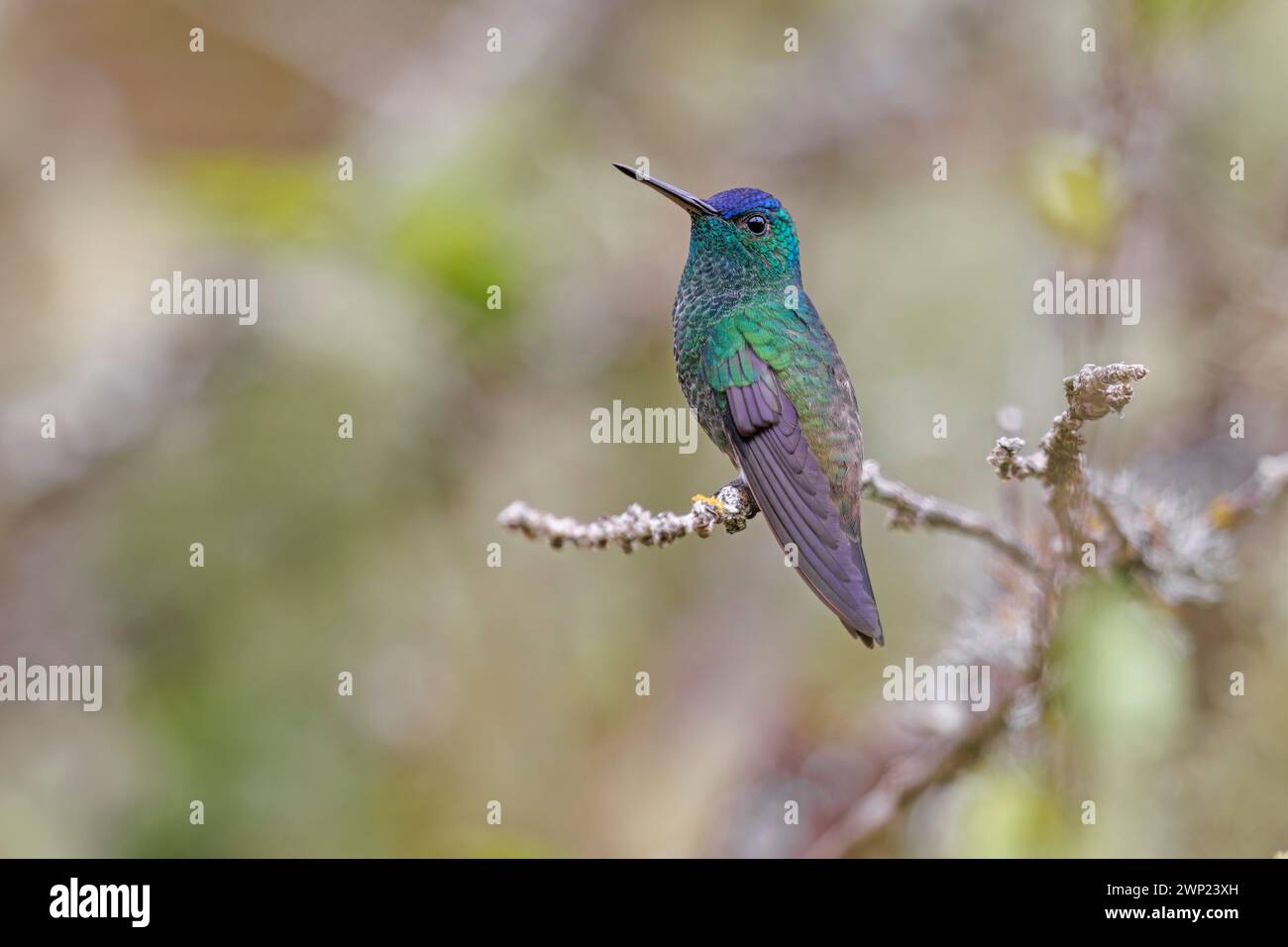 Indigo-capped Hummingbird, Ukuku rural lodge, Colombia, November 2022 ...