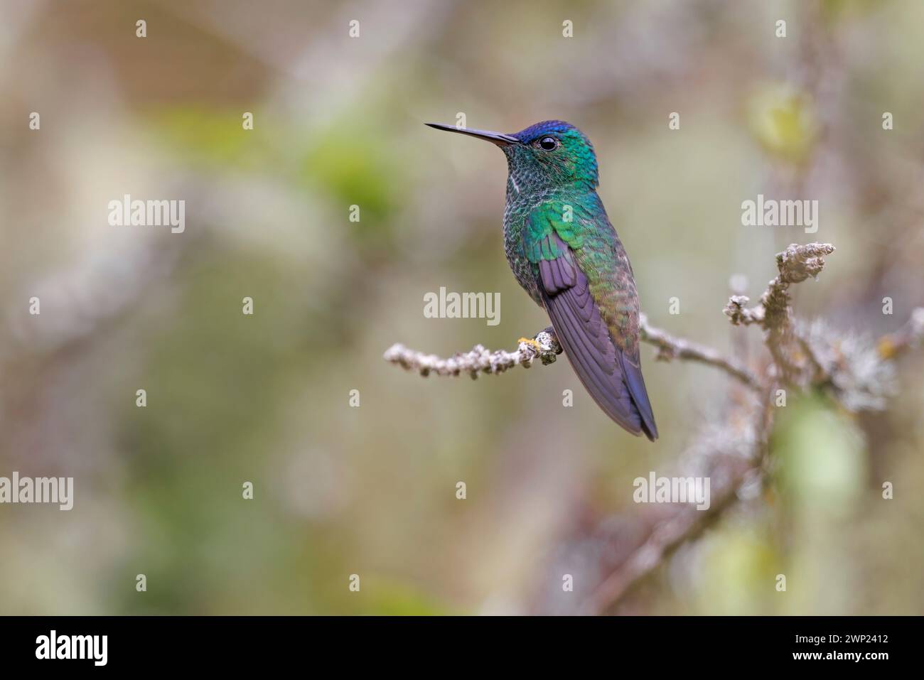 Indigo-capped Hummingbird, Ukuku rural lodge, Colombia, November 2022 ...