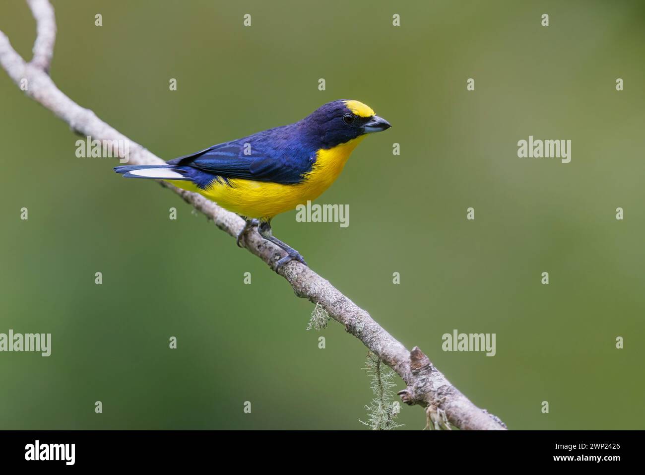 Thick-billed Euphonia, Ukuku rural lodge, Colombia, November 2022 Stock ...