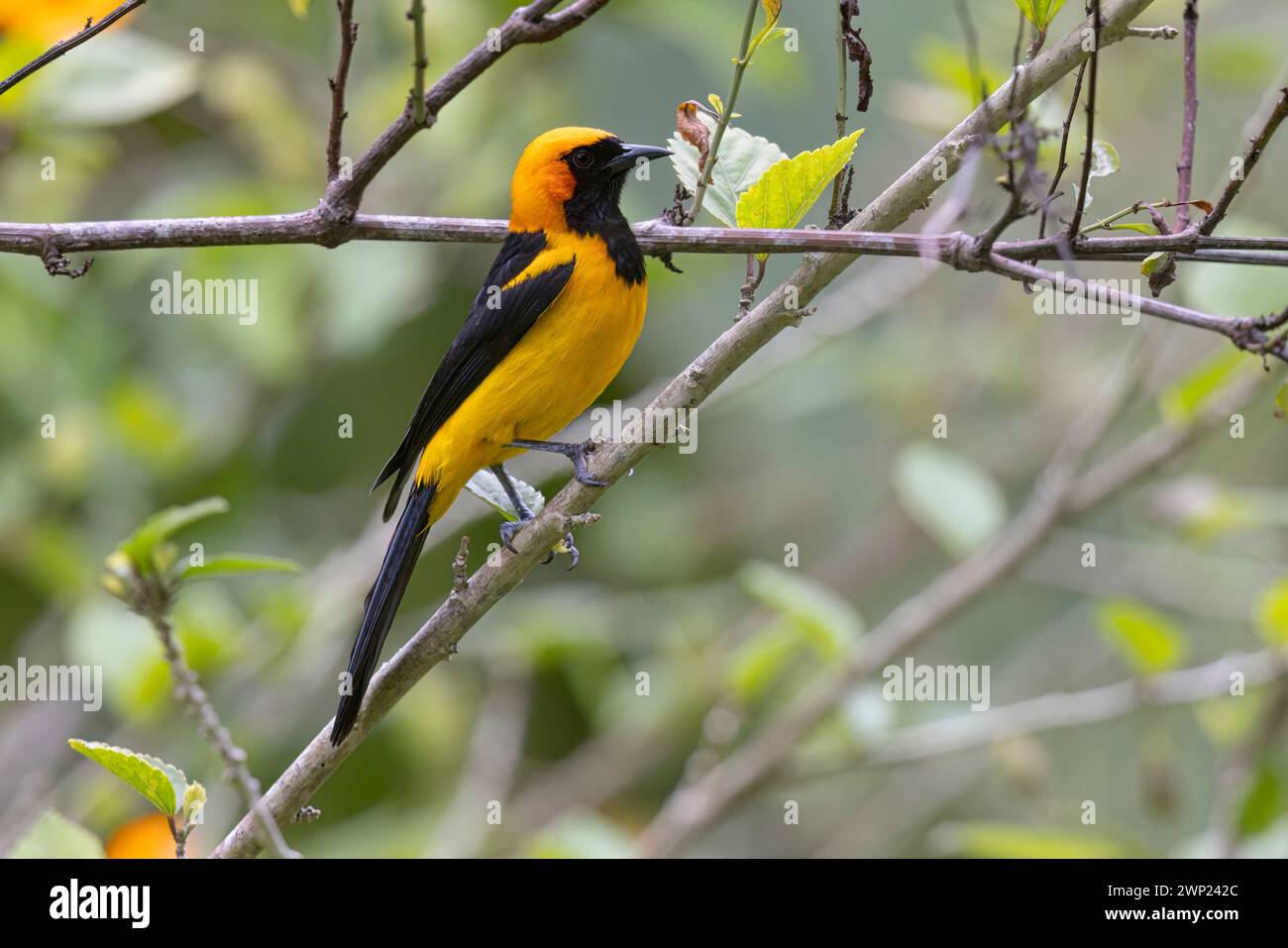 Orange crowned oriole hi-res stock photography and images - Alamy