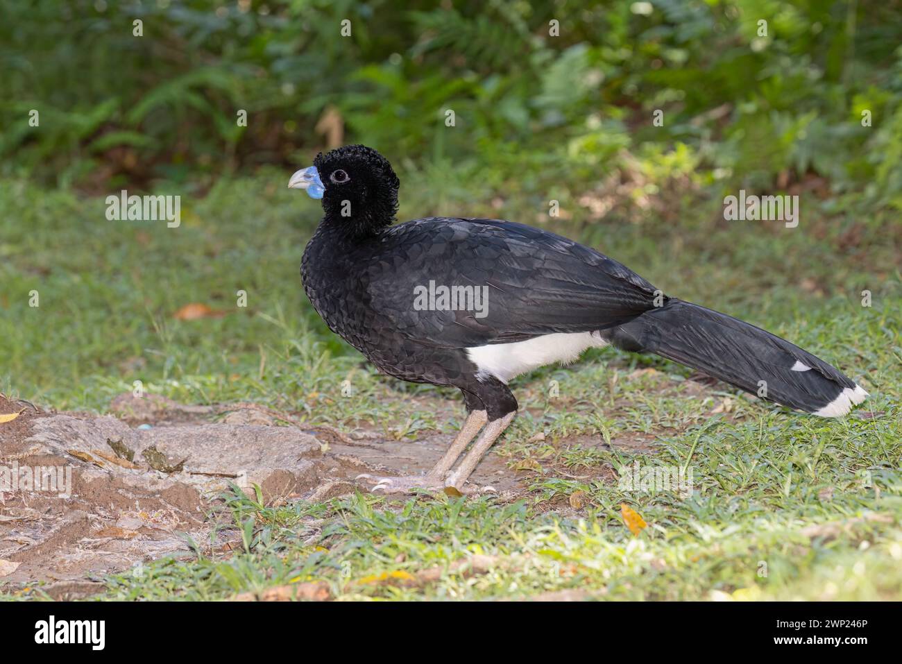 Blue-billed Curassow, RN El Paujil, Colombia, November 2022 Stock Photo ...